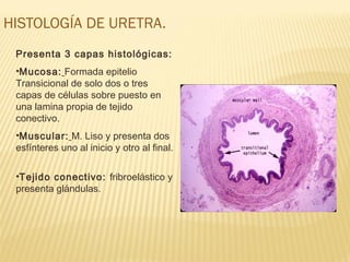 Histología De La Uretra Prostática
