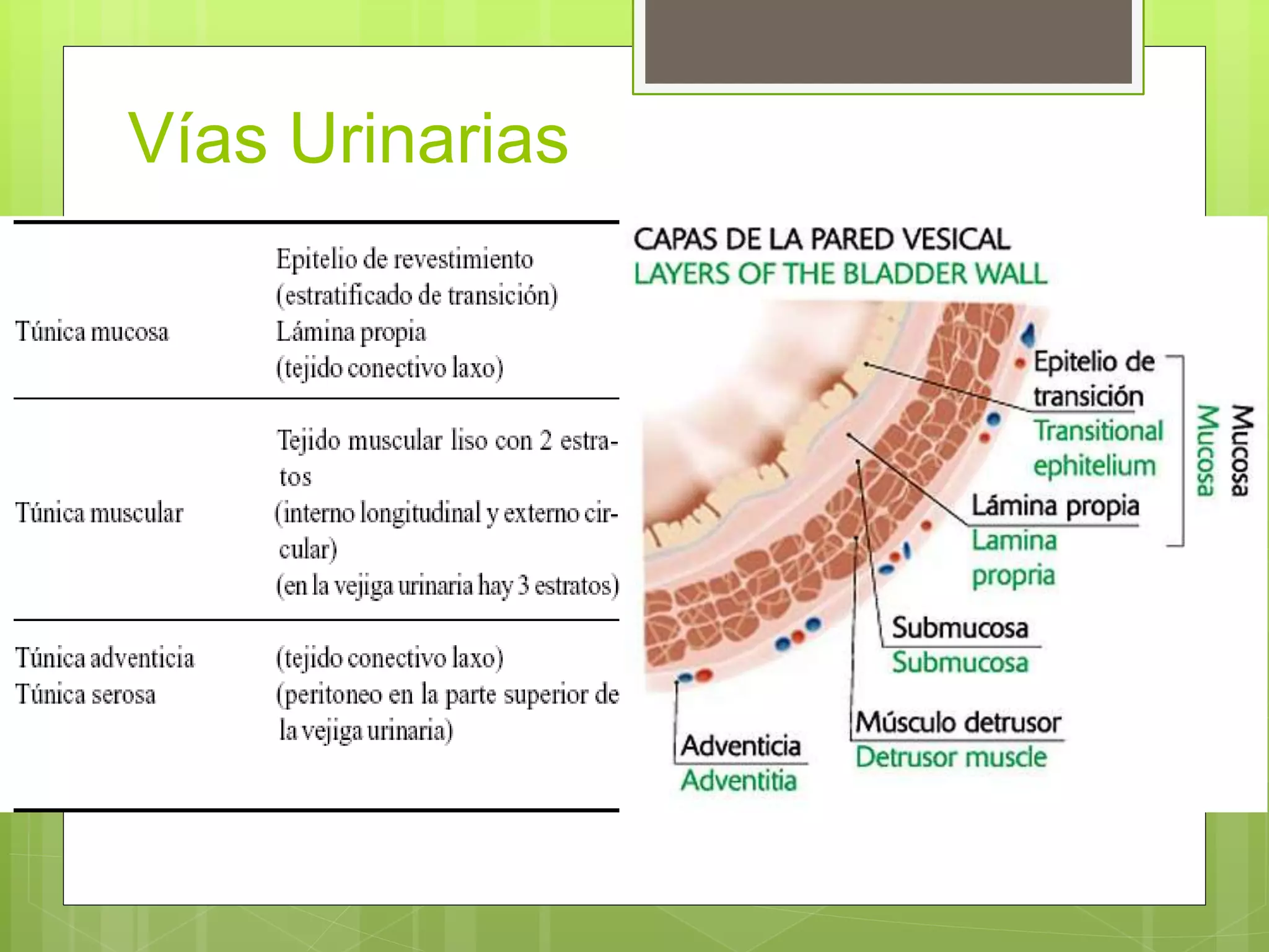 Histologia Sistema Urinario