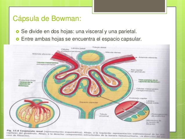 Histologia Sistema Urinario