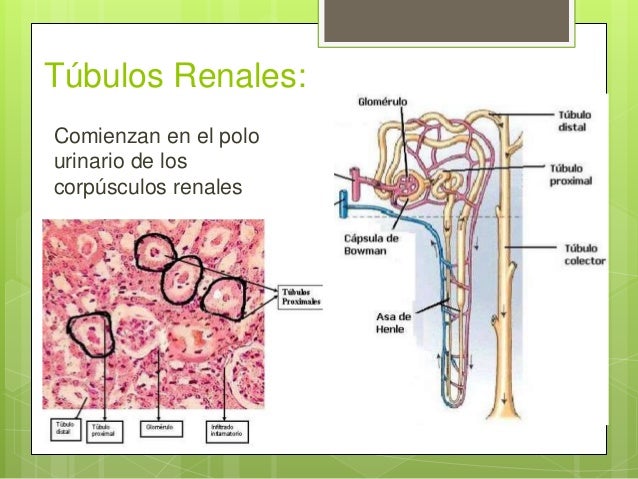 Histologia Sistema Urinario