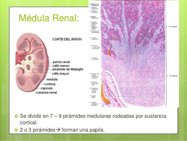 Histologia Sistema Urinario