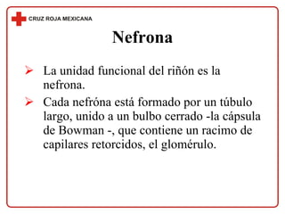 Sistema Urinario 2 | PPT