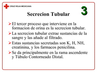 Sistema Urinario 2 | PPT