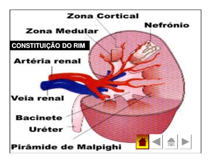 Sistema Urinário e a Pele