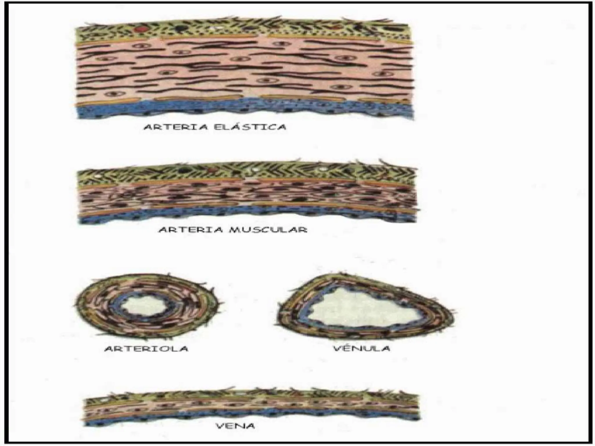 sistema vascular periferico, arterias y venas | PPTX | Biological ...