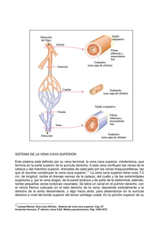 Sistema venoso | PDF