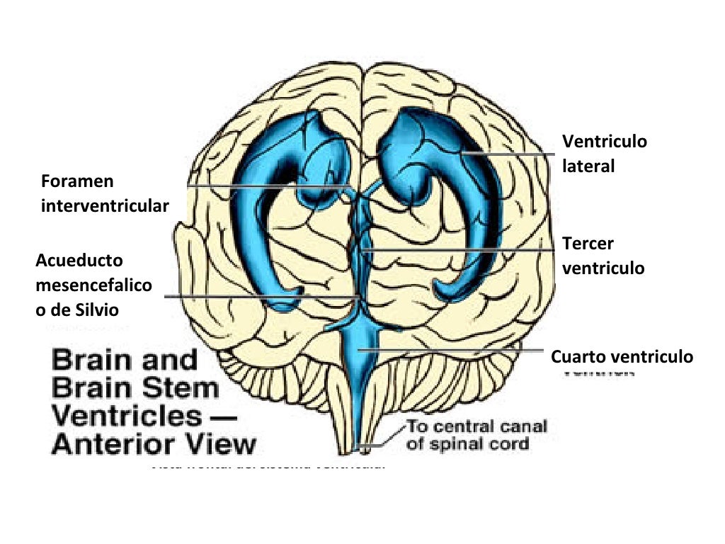 Ventricular System