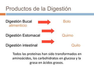 Sistema%2 b digestivo%2b8° | PPTX