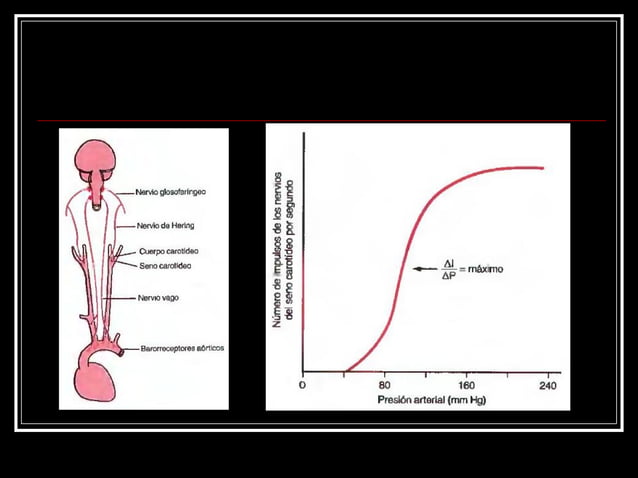 Sistema Adrenergico Cardiaco | PPT