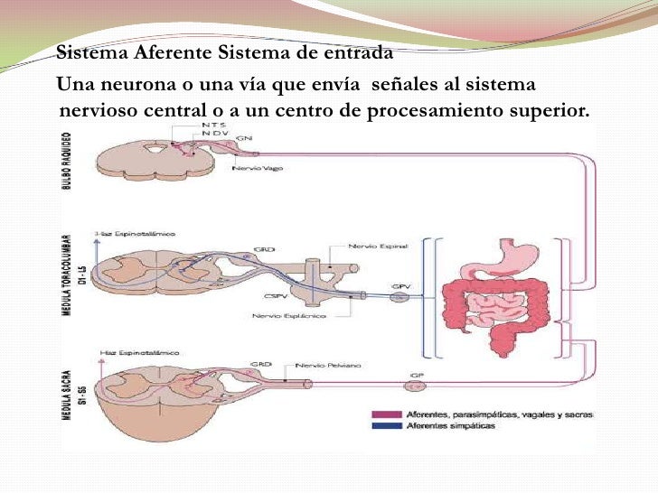 Sistema Aferente Y Nerv Ios Gamma