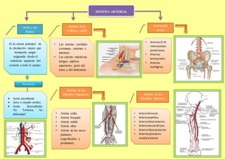 Sistema arterial | PPT