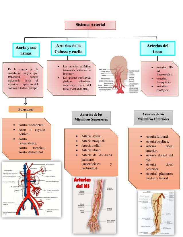Sistema arterial