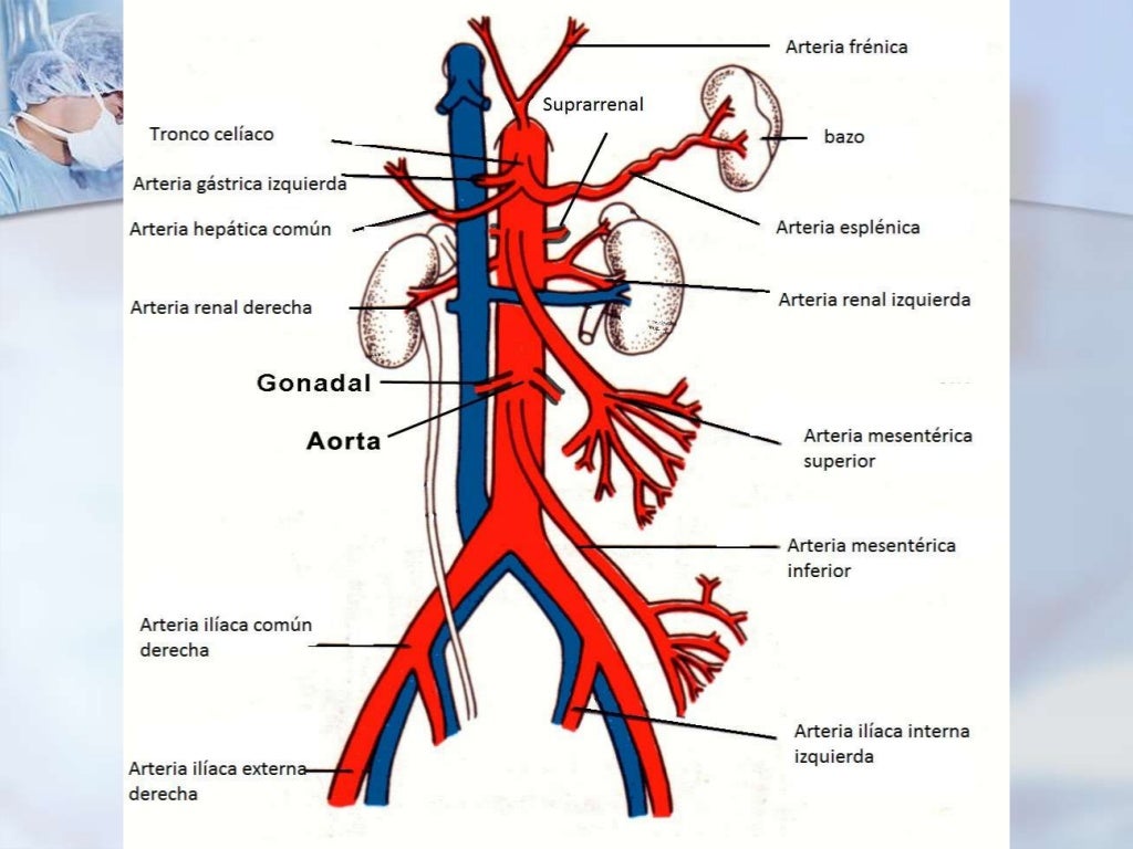 Sistema arterial abdominal