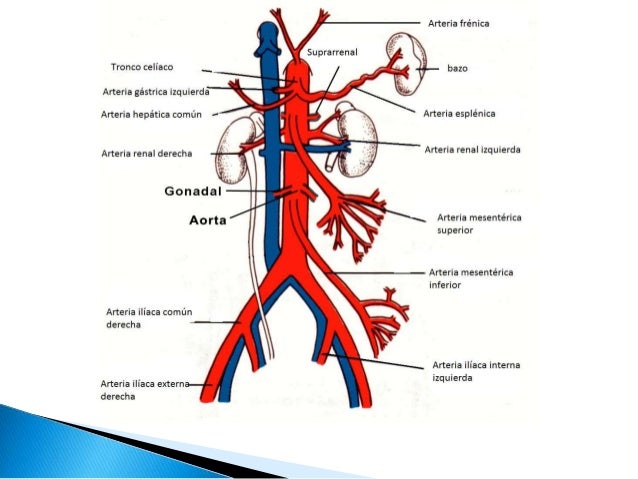 Sistema arterial abdominal y miembros inferiores