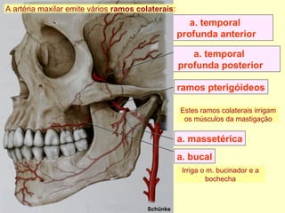 Sistema arterial da cabeça e do pescoço | PPT