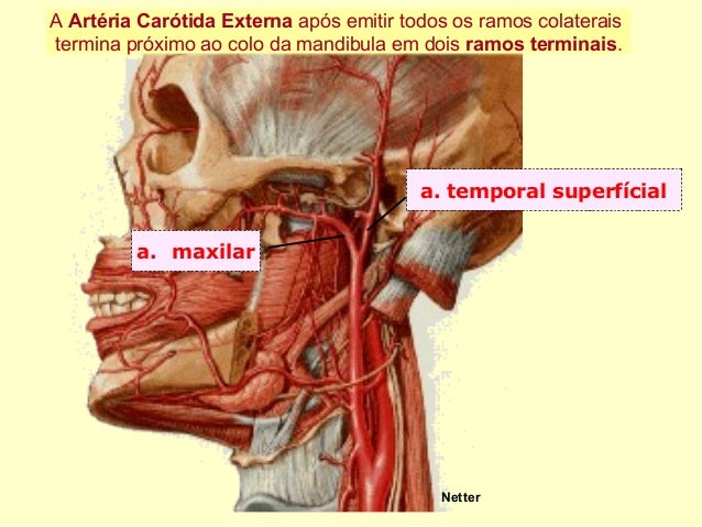 Sistema arterial da cabeça e do pescoço