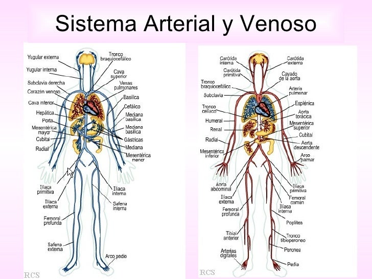 Sistema Arterial Y Venoso Importante Sistema Circulatorio Arteria Porn Sex Picture