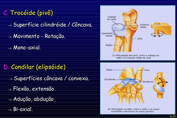 Sistema articular