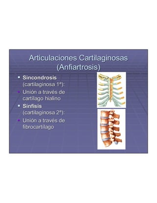 Sistema articular anatomia | PDF