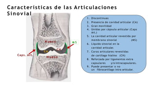 Sistema articular .pptx