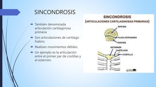 SISTEMA ARTICULAR.pptx