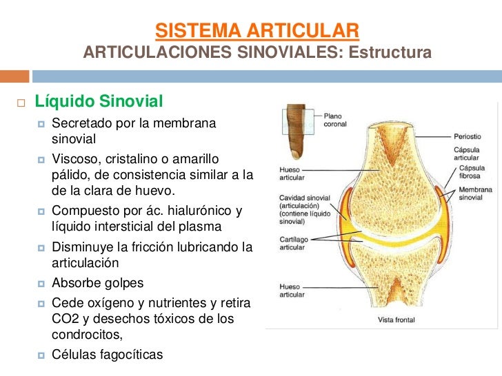 Articulaciones Sinoviales