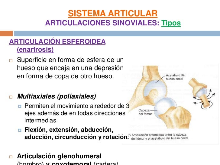 Sistema articular