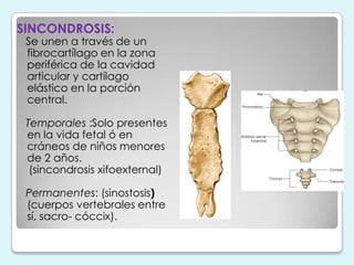 Articulaciones Generalidades | PPTX