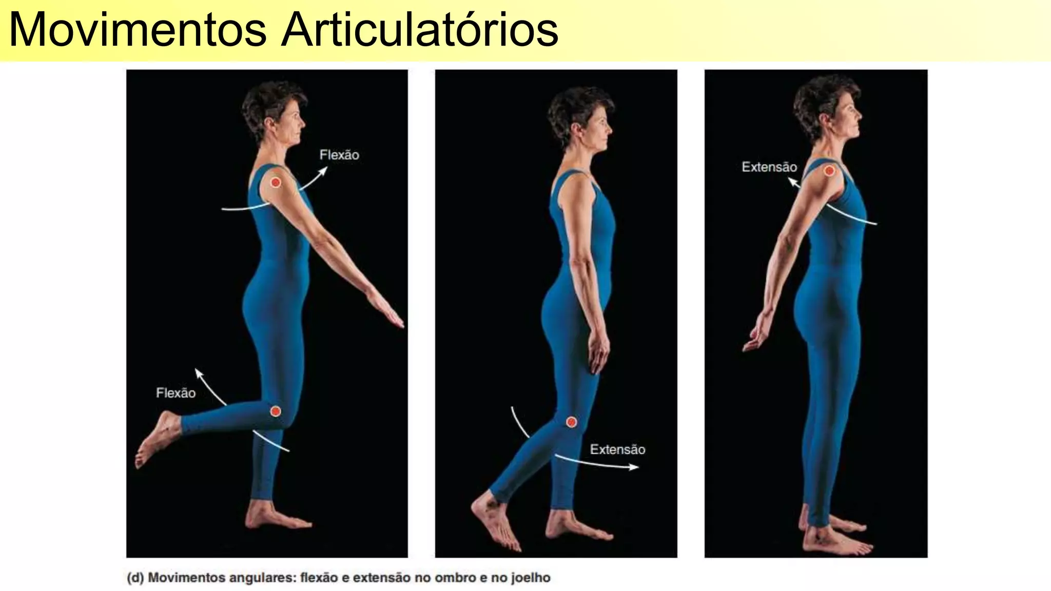 Sistema Articulatório - Anatomia.pptx