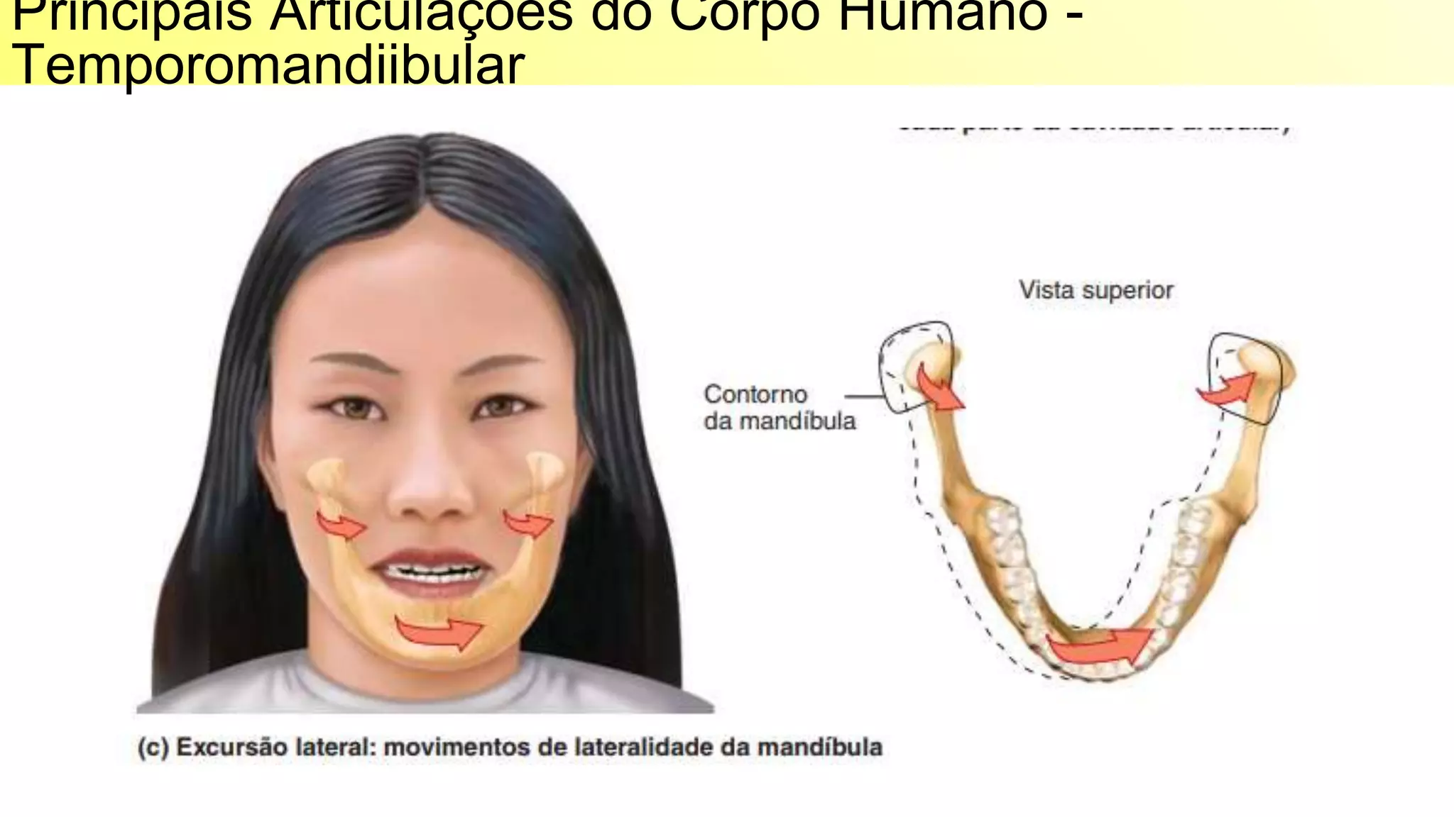 Sistema Articulatório - Anatomia.pptx