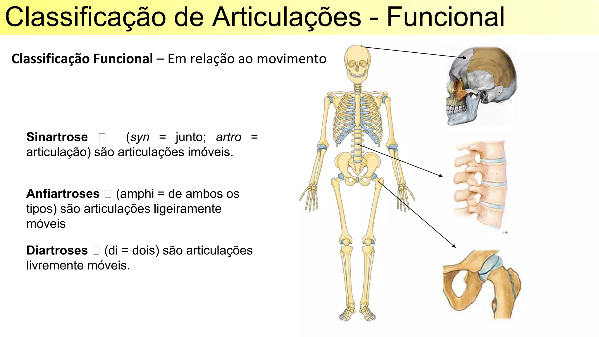 Sistema Articulatório - Anatomia.pptx