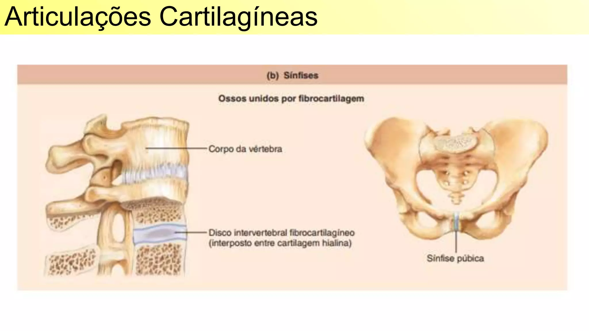 Sistema Articulatório - Anatomia.pptx