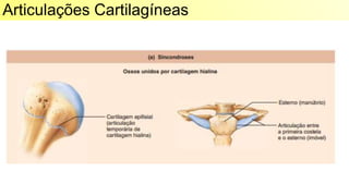 Sistema Articulatório - Anatomia.pptx