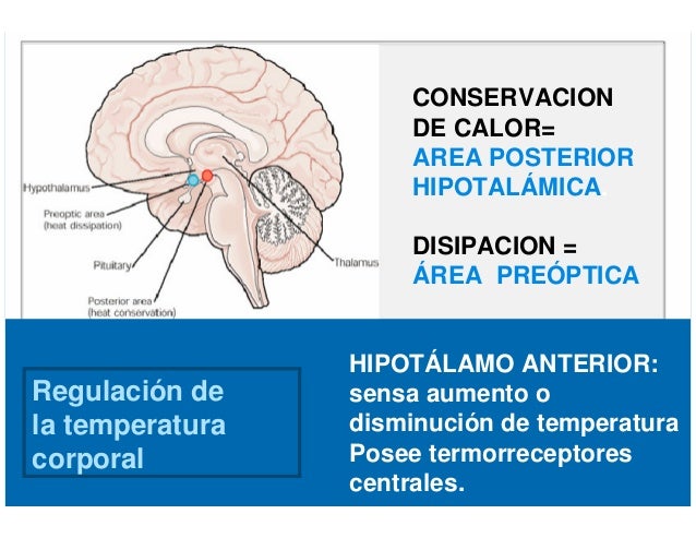 Sistema autónomo hipotálamo