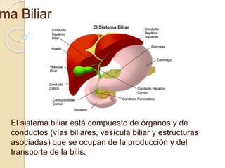 el Sistema biliar humano 2017 | PPTX