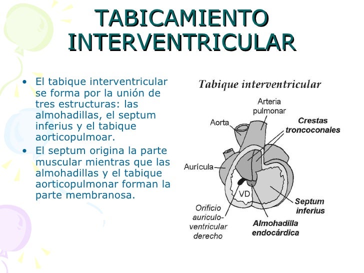 Sistema Cardiaco - Embriología ERA 3