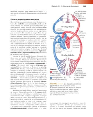 sistema cardiaco anatomía y fisiologia (1).pdf