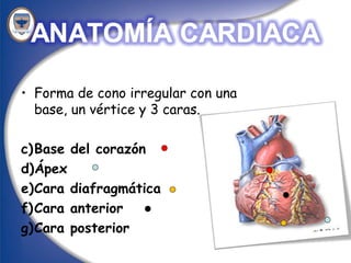 Sistema cardiaco oscar hernandez | PPT