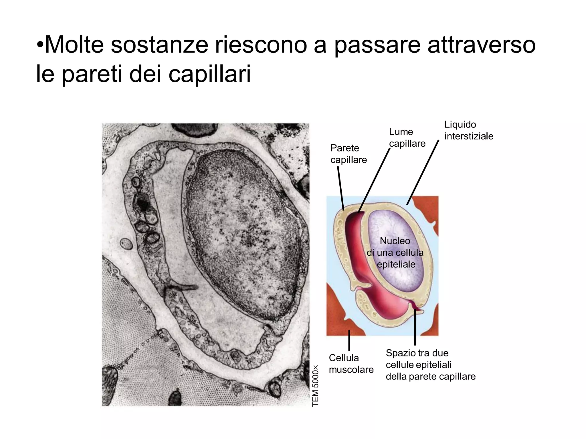 Sistemacardiocircolatorioclasseterza | PDF