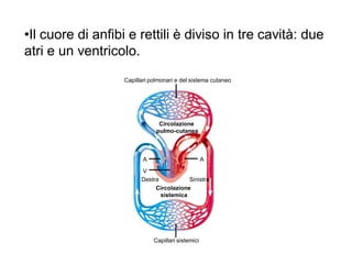 Sistemacardiocircolatorioclasseterza | PDF