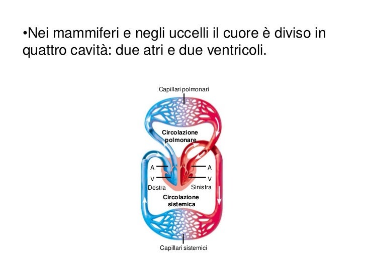 Sistemacardiocircolatorioclasseterza
