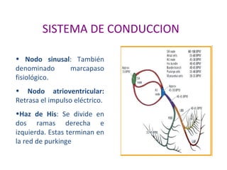 morfo fisiologia Sistema cardiocirculatorio | PPT