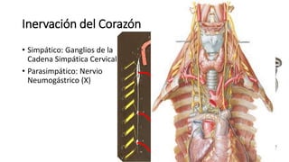 Sistema cardionector del corazón | PPTX