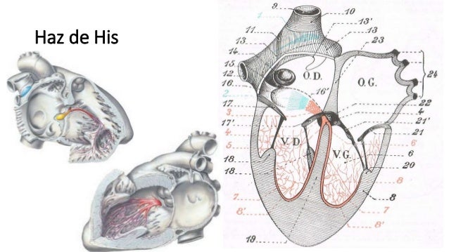 Sistema cardionector del corazón