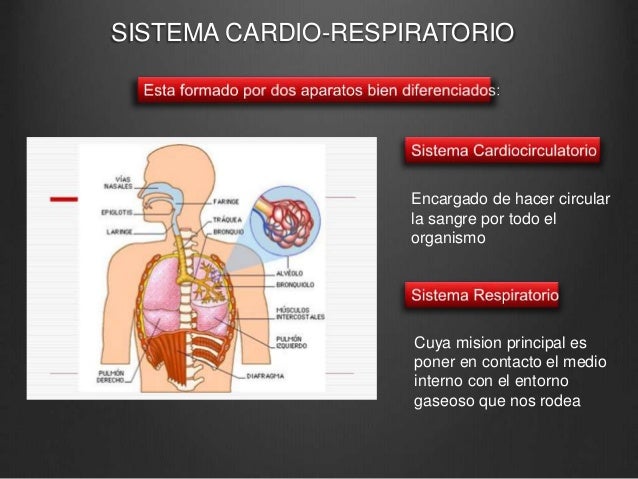 Sistema cardiorespiratorio
