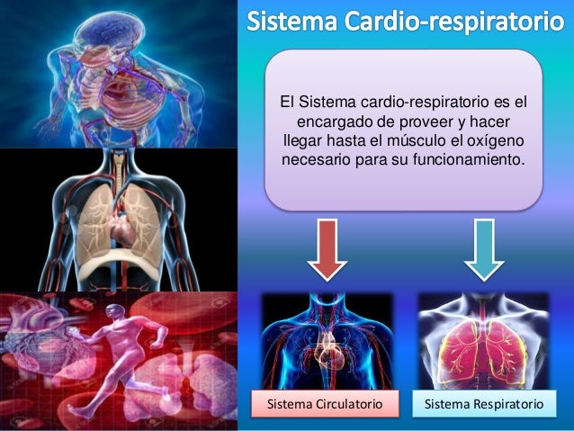 Sistema cardiorespiratorio