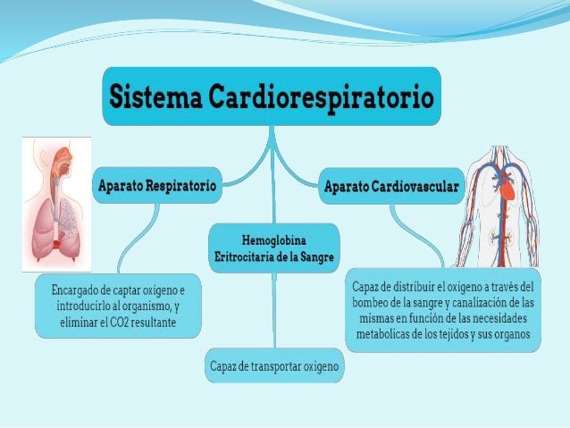 Sistema cardiorespiratorio