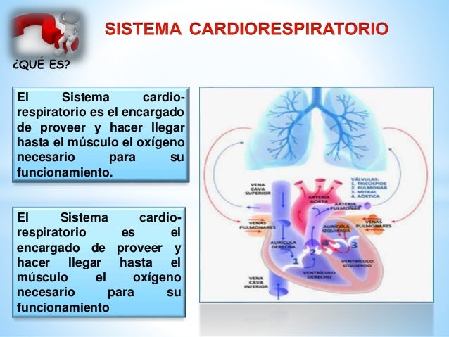 Sistema cardiorespiratorio