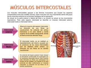 Sistema Cardio-Respiratorio | PPTX