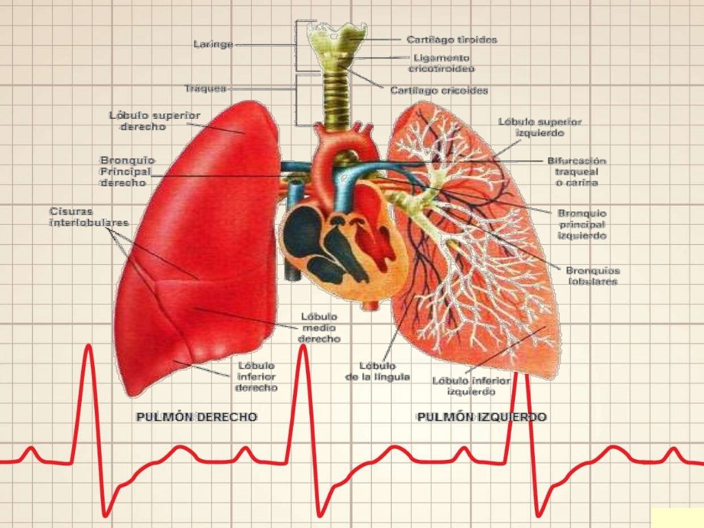 Sistema cardiorrespiratorio